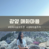 광양 봄꽃축제 전남 드라이브코스 매화마을 개화시기 주차장 입장료 네이버 블로그